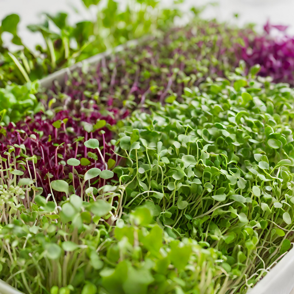 Assorted Mix Microgreens – Beleefy